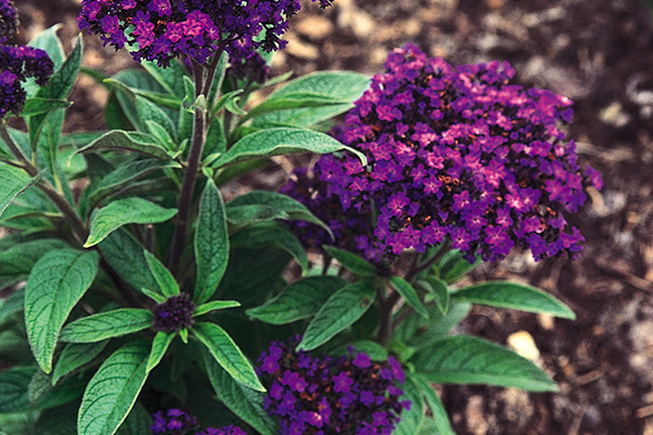 Heliotrope Marine Color Code: 2617, 357 BFP Vegetative, Bloom9.28.99 ...