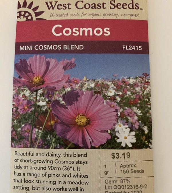 Cosmos – Mini Cosmos Blend_800x600 | Dunvegan Gardens