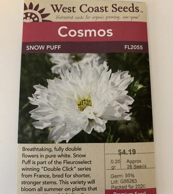 Cosmos – Snow Puff_800x600 | Dunvegan Gardens